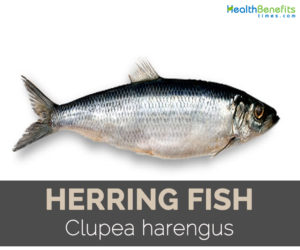 Herring fish Facts, Health Benefits and Nutritional Value