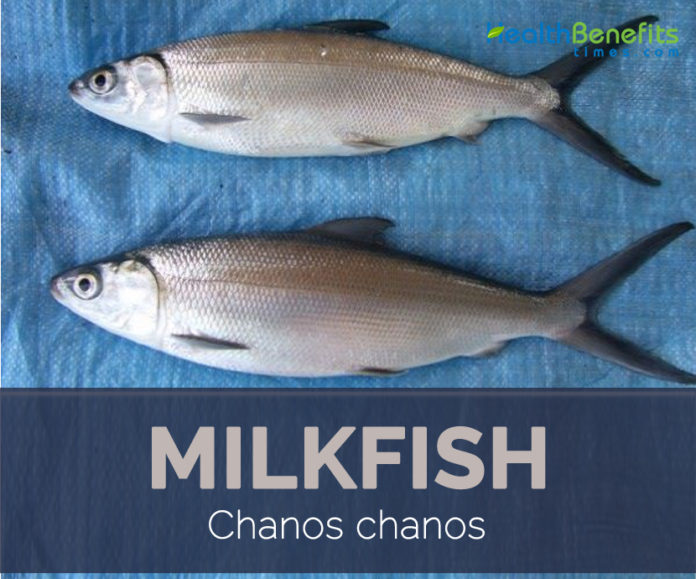 Milkfish facts - Health Benefits