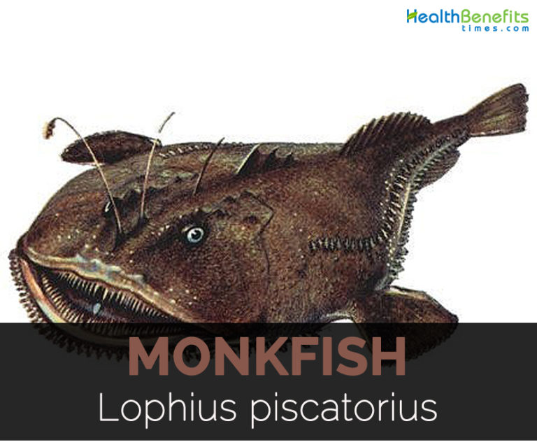 Monkfish facts and nutritional value - Health Benefits