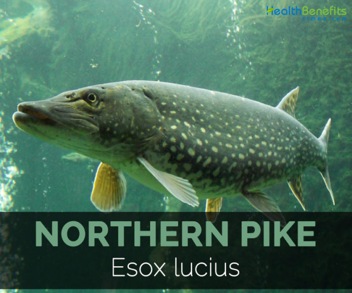 Northern pike facts and nutritional value - Health Benefits