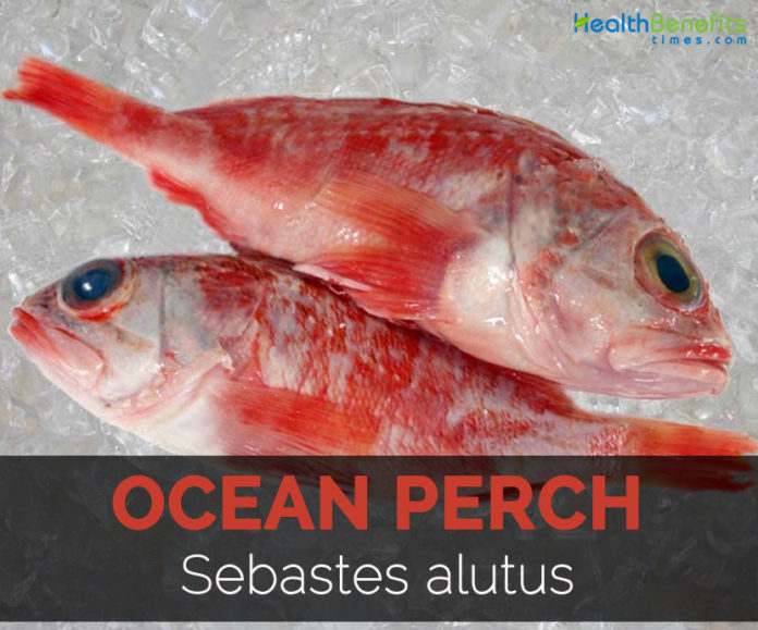 Ocean perch Facts and nutritional value - Health Benefits