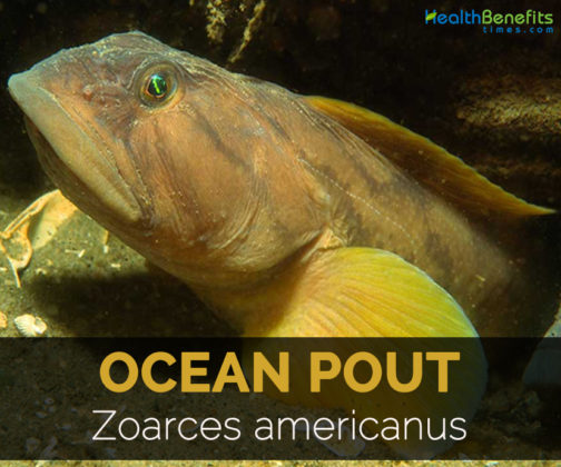 Ocean pout facts and nutritional value - Health Benefits