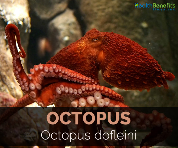 Octopus - Health Benefits