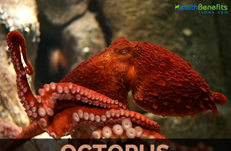 Catfish facts and health benefits