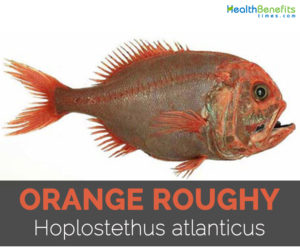 Orange roughy facts - Health Benefits