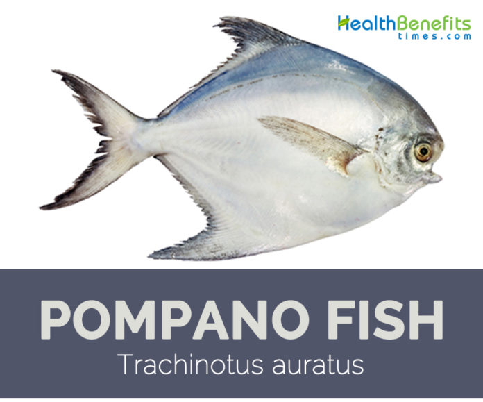 Pompano-fish-facts-and-nutritional-info | Health Benefits