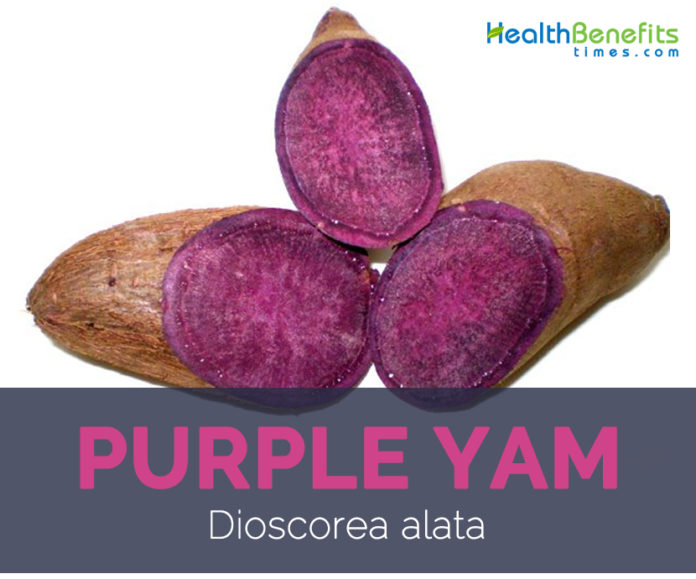 Purple yam facts and health benefits - Health Benefits
