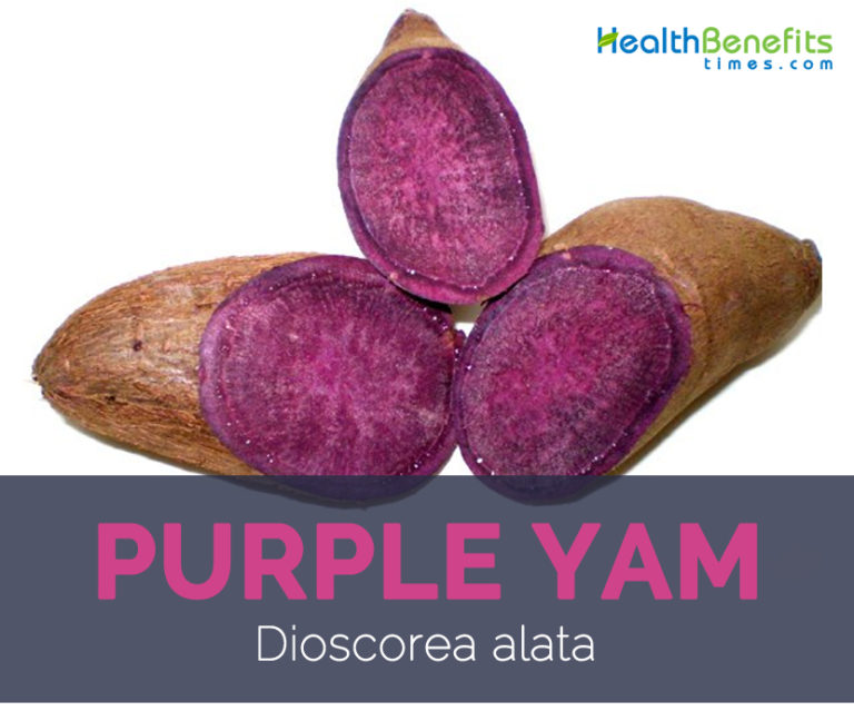 Purple yam facts and health benefits - Health Benefits
