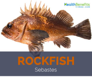 Rockfish facts and nutritional value - Health Benefits