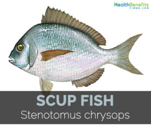 Scup fish facts and nutritional value - Health Benefits