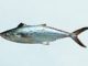 Mackerel fish health benefits and facts - Health Benefits