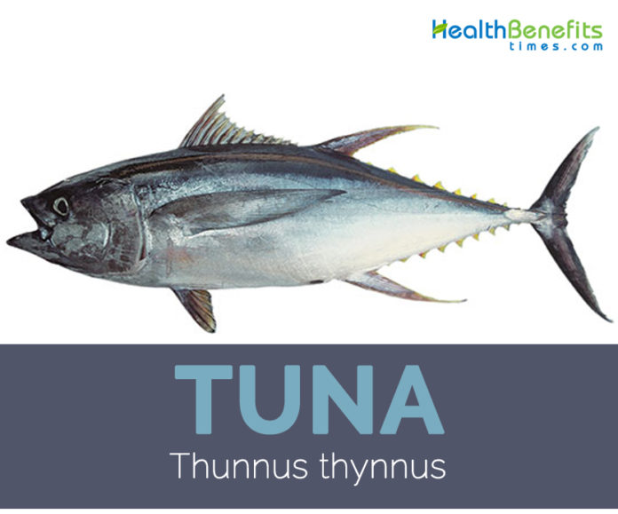 Tuna facts and health benefits - Health Benefits
