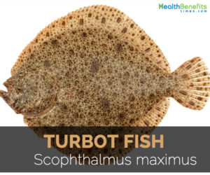 Turbot fish facts and nutritional value - Health Benefits