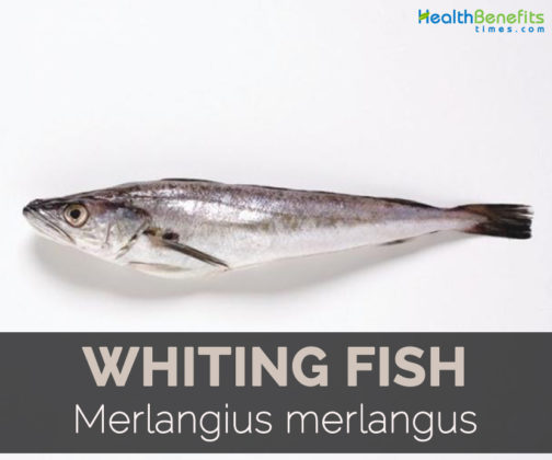 Whiting fish facts and nutritional information - Health Benefits
