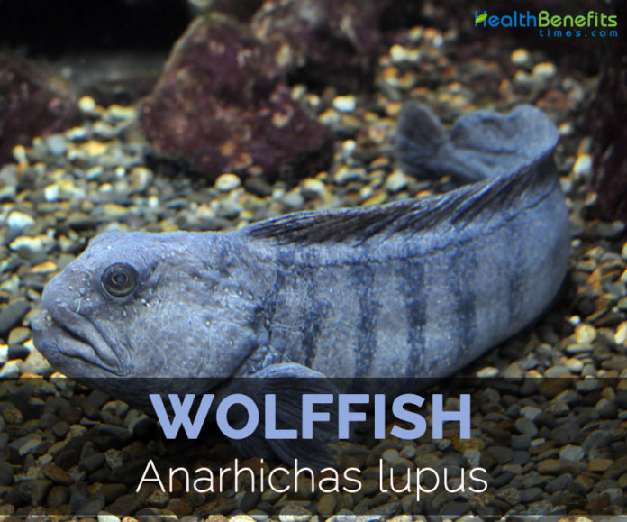 Wolffish facts and nutritional benefits - Health Benefits