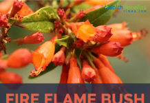 Japanese knotweed Facts and Health Benefits