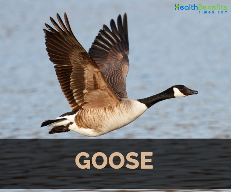 Goose Facts and health benefits - Health Benefits