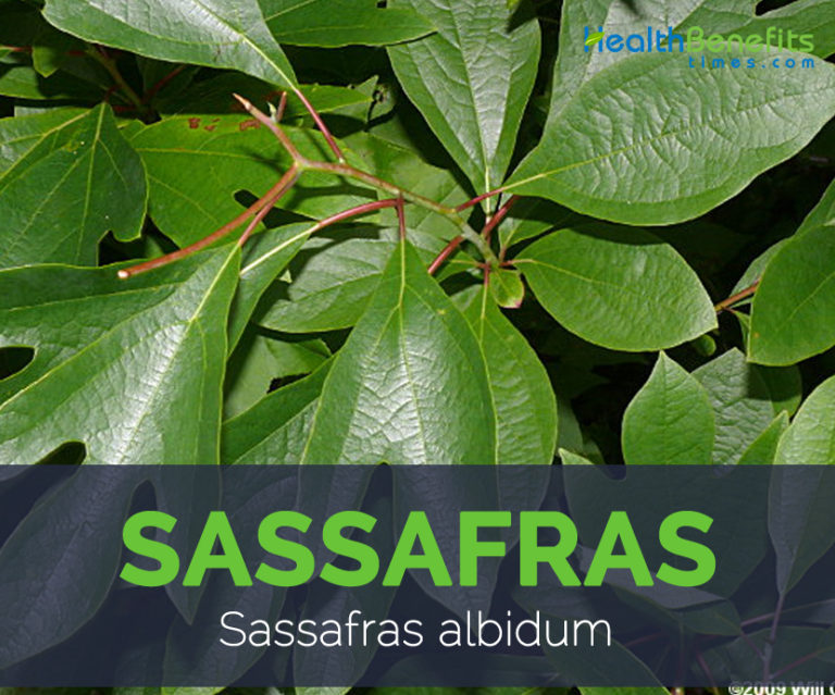 Sassafras facts and health benefits - Health Benefits