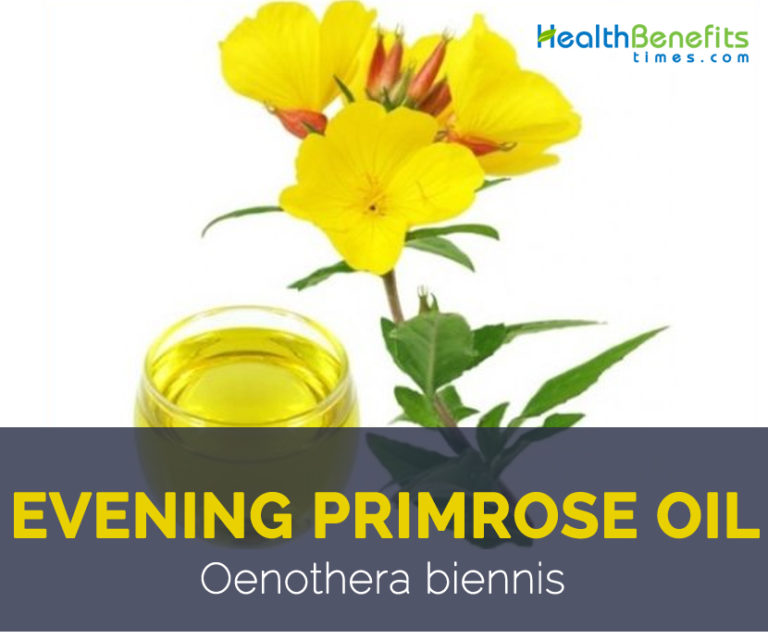 Evening primrose oil facts and benefits - Health Benefits