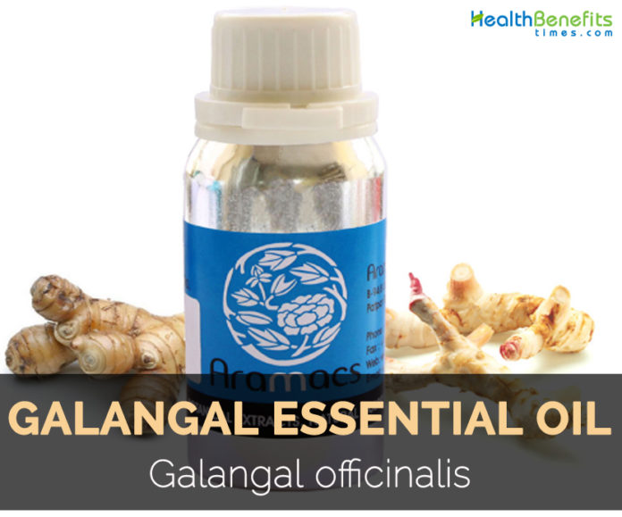 Galangal essential oil facts and health benefits - Health Benefits