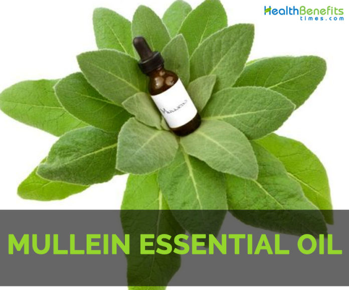 Mullein essential oil facts and benefits - Health Benefits