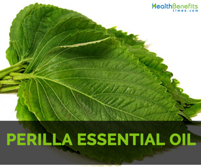 Perilla essential oil facts and benefits - Health Benefits