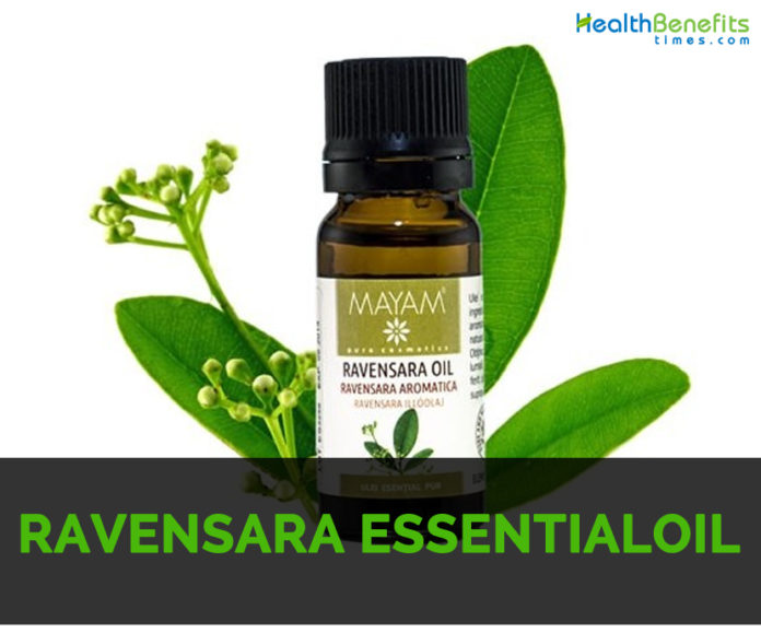 Ravensara essential oil facts and benefits - Health Benefits