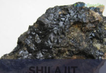 Japanese knotweed Facts and Health Benefits