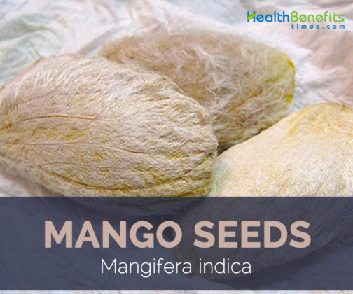 Mango seed facts and benefits - Health Benefits