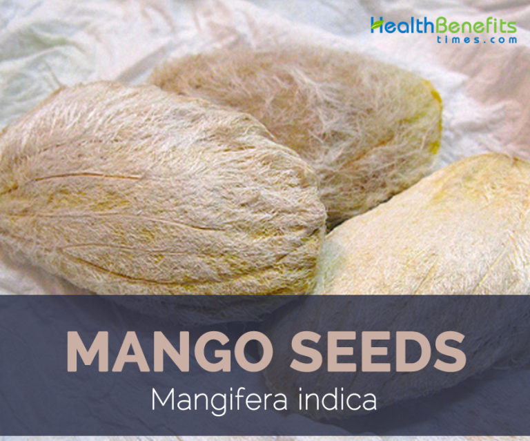 Mango seed facts and benefits - Health Benefits