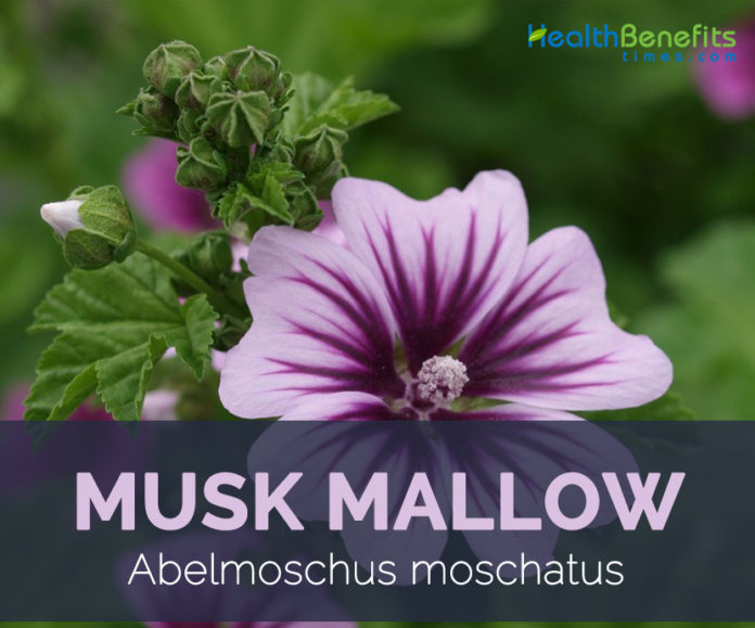 Musk mallow uses and benefits - Health Benefits