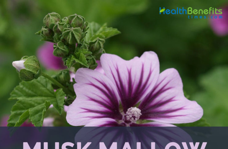 Mache Facts, Health Benefits and Nutritional Value