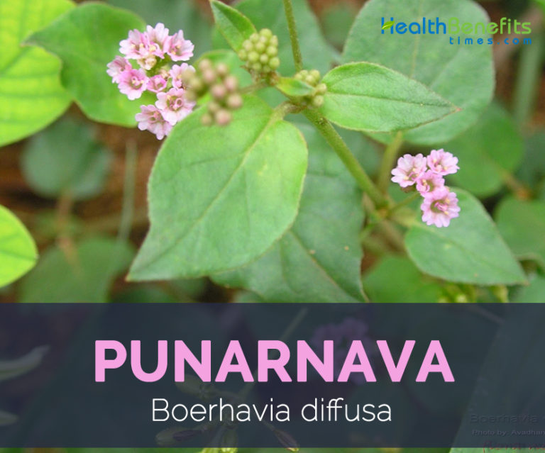 Punarnava facts and health benefits - Health Benefits