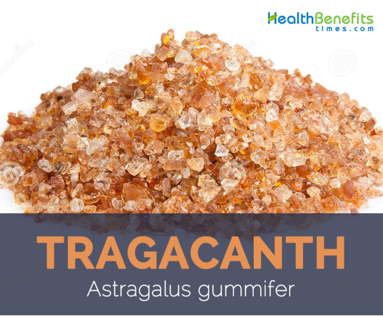 Tragacanth-facts-and-benefits | Health Benefits