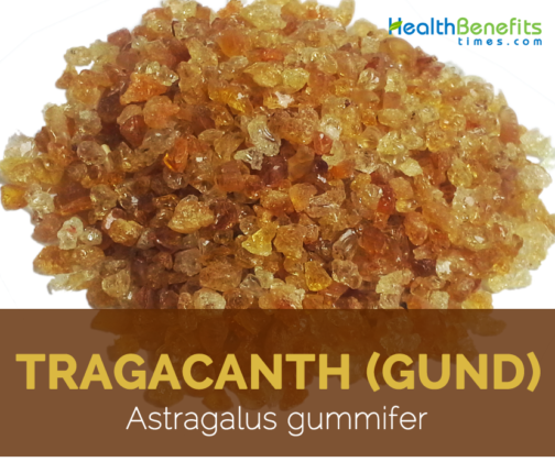 Tragacanth (Gund) facts and benefits - Health Benefits