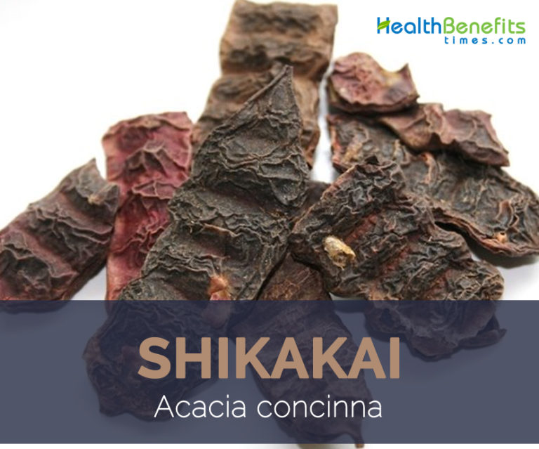 Uses and benefits of Shikakai - Health Benefits