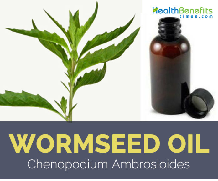 Wormseed oil facts and benefits - Health Benefits