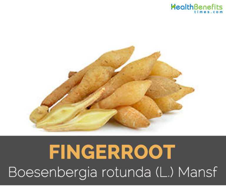 All about Fingerroot - Health Benefits