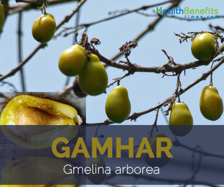Gamhar facts and benefits - Health Benefits