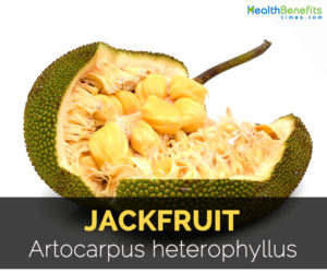 Jackfruit facts and benefits - Health Benefits