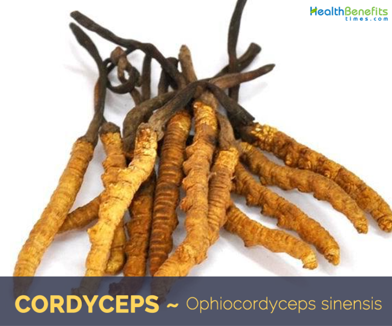 Health benefits of Cordyceps - Health Benefits