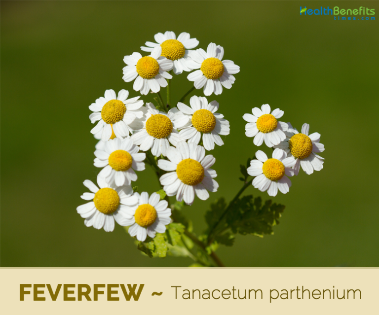 15 Health benefits of Feverfew - Health Benefits
