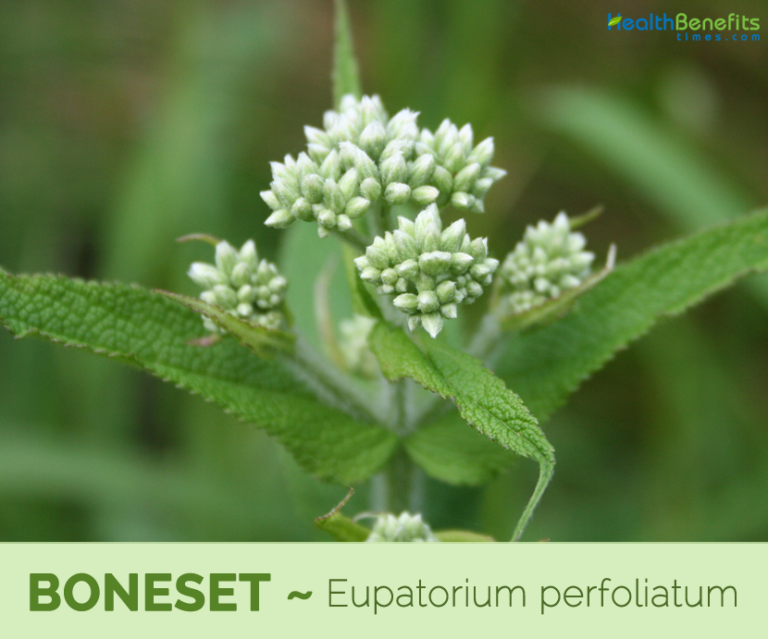 8 Health benefits of Boneset - Health Benefits
