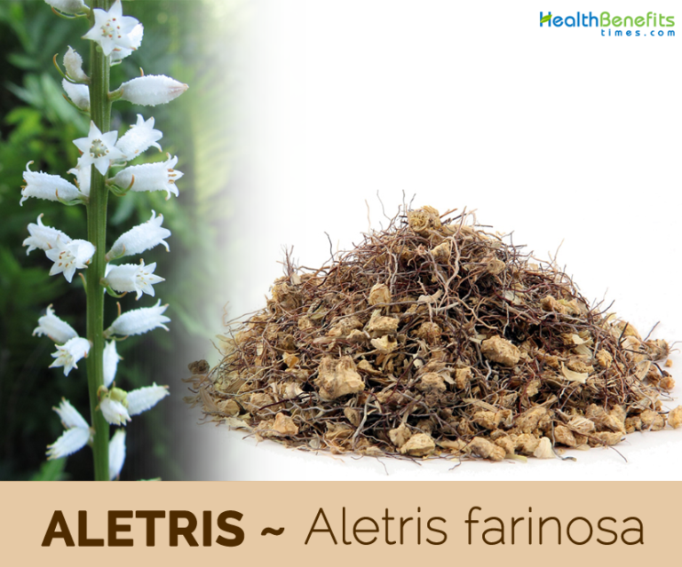 Health benefits of Aletris (white colic-root) - Health Benefits