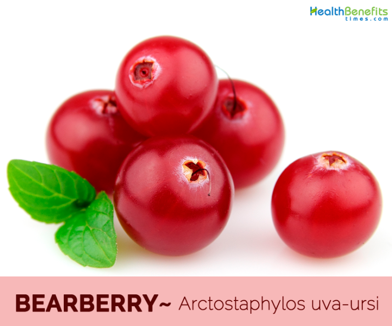 11 Health benefits of Bearberry (Uva ursi) - Health Benefits