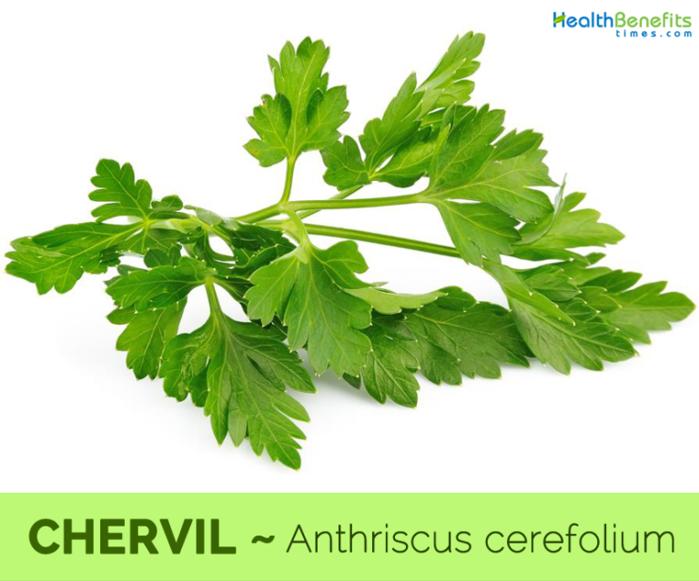 Health benefits of Chervil (French parsley) - Health Benefits