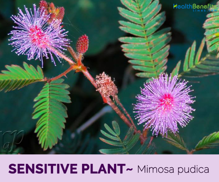 16 Health benefits of Sensitive plant (Touch Me Not) - Health Benefits