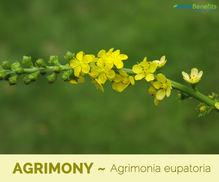 Health benefits of Agrimony - Health Benefits