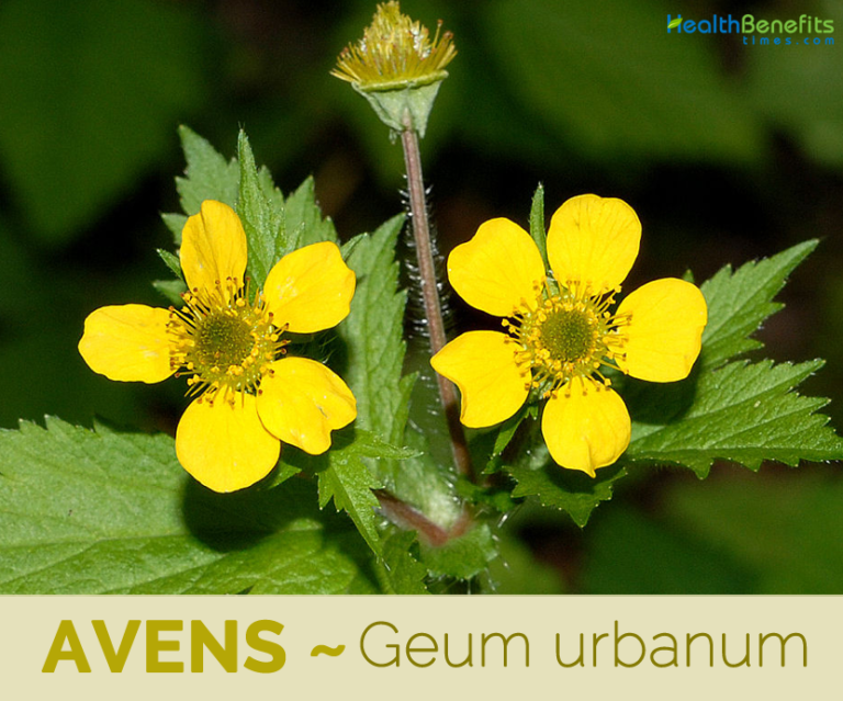 Health benefits of Avens - Health Benefits