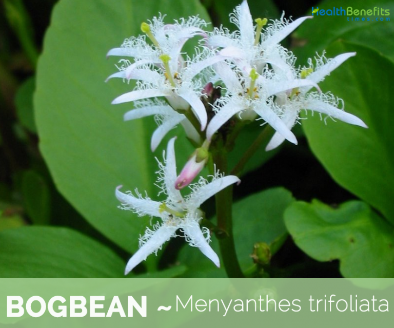 Health benefits of Bogbean (buckbean) - Health Benefits